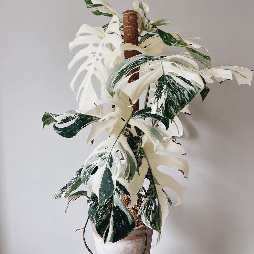 Jual Monstera King Variegata / Monstera Deliciosa varigata mewah ...