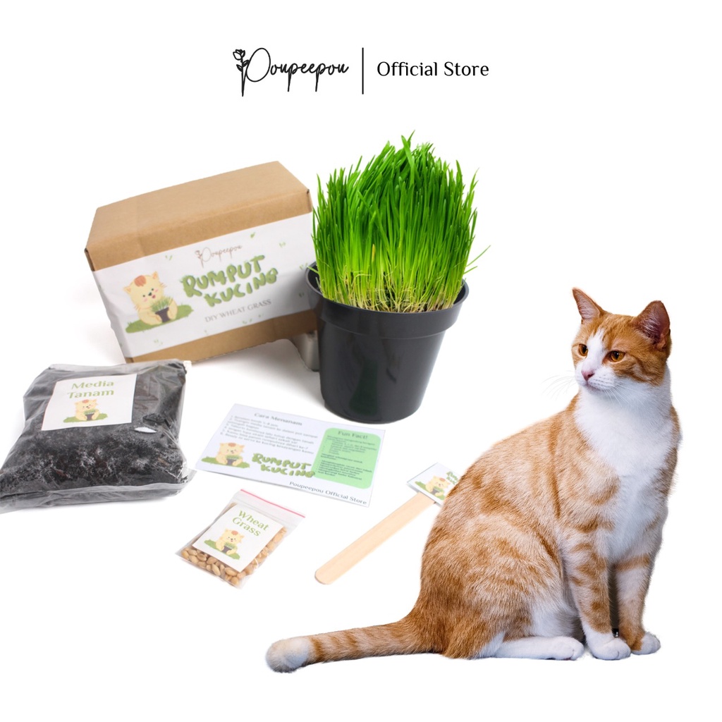 Jual Poupeepou - BIJI RUMPUT KUCING DIY Paket Siap Tanam Wheatgrass ...