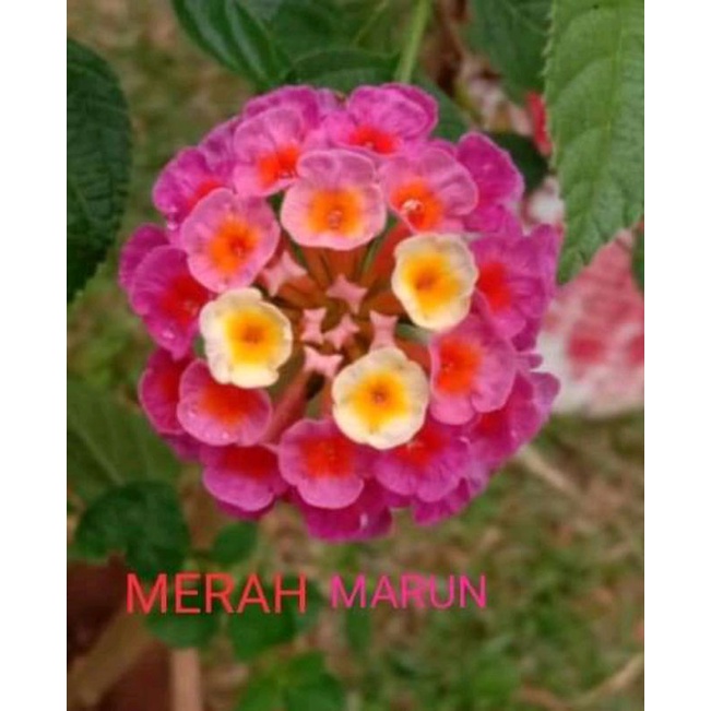 Jual LANTANA CAMARA VARIAN -RED MAROON(Bunga Besar) | Shopee Indonesia