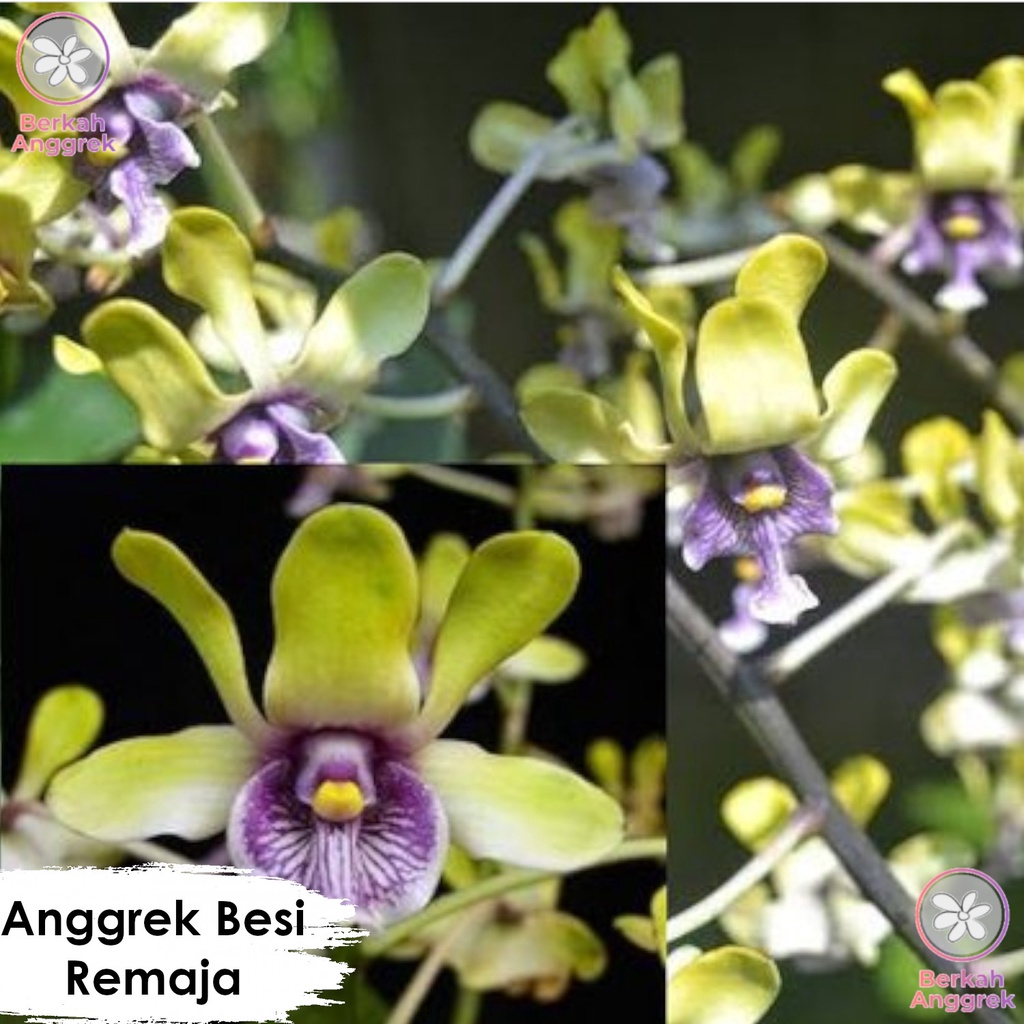 Jual Anggrek Besi Papua Dendrobium Besi Kondisi Remaja | Shopee Indonesia