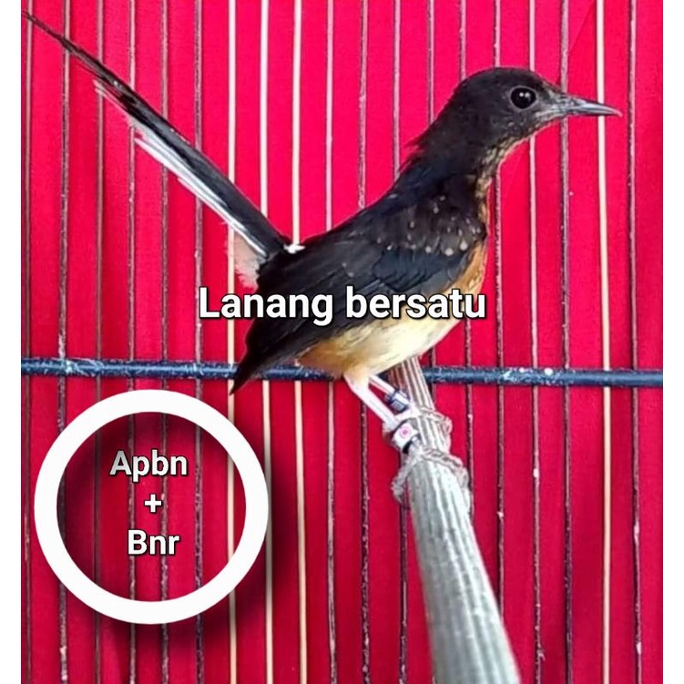 Jual Burung murai trotol jantan ring Apbn+ Bnr sertifikat resmi ...