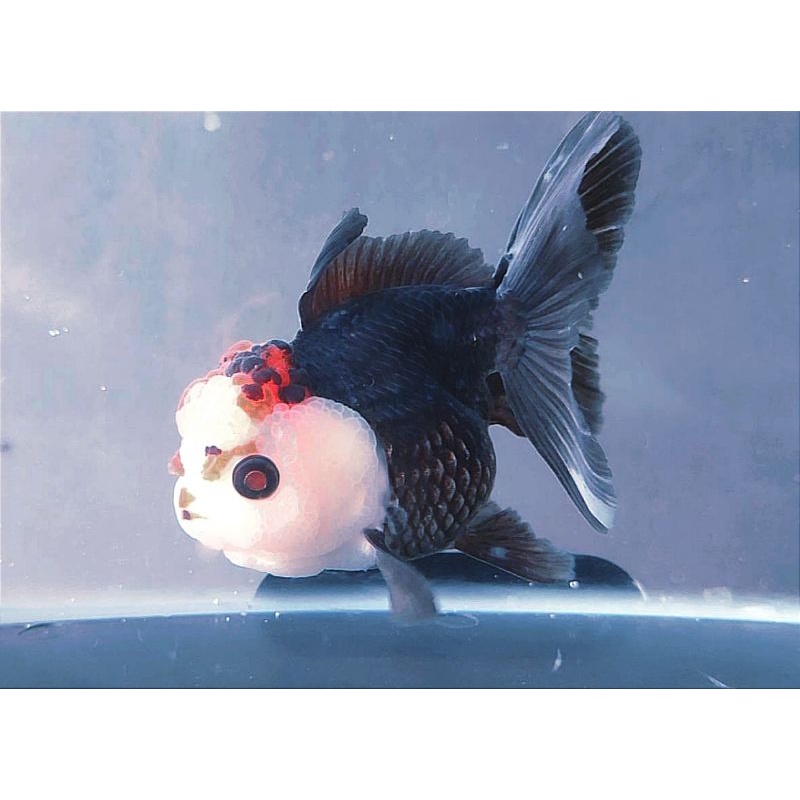 Jual Ikan koki panda tanco | Shopee Indonesia