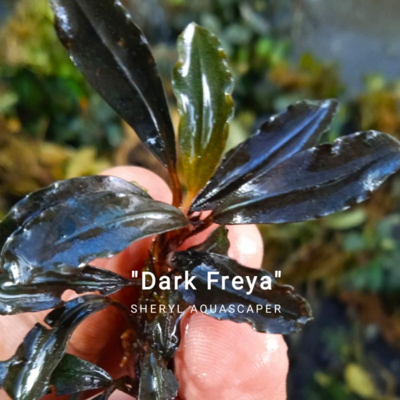 Jual Bucephalandra Dark Freya Tanaman Aquascape | Shopee Indonesia