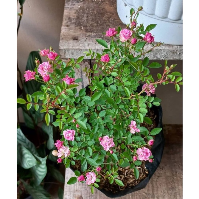 Jual MAWAR MINION / BABY ROSE PINK / BUNGA MAWAR MINI PINK | Shopee Indonesia