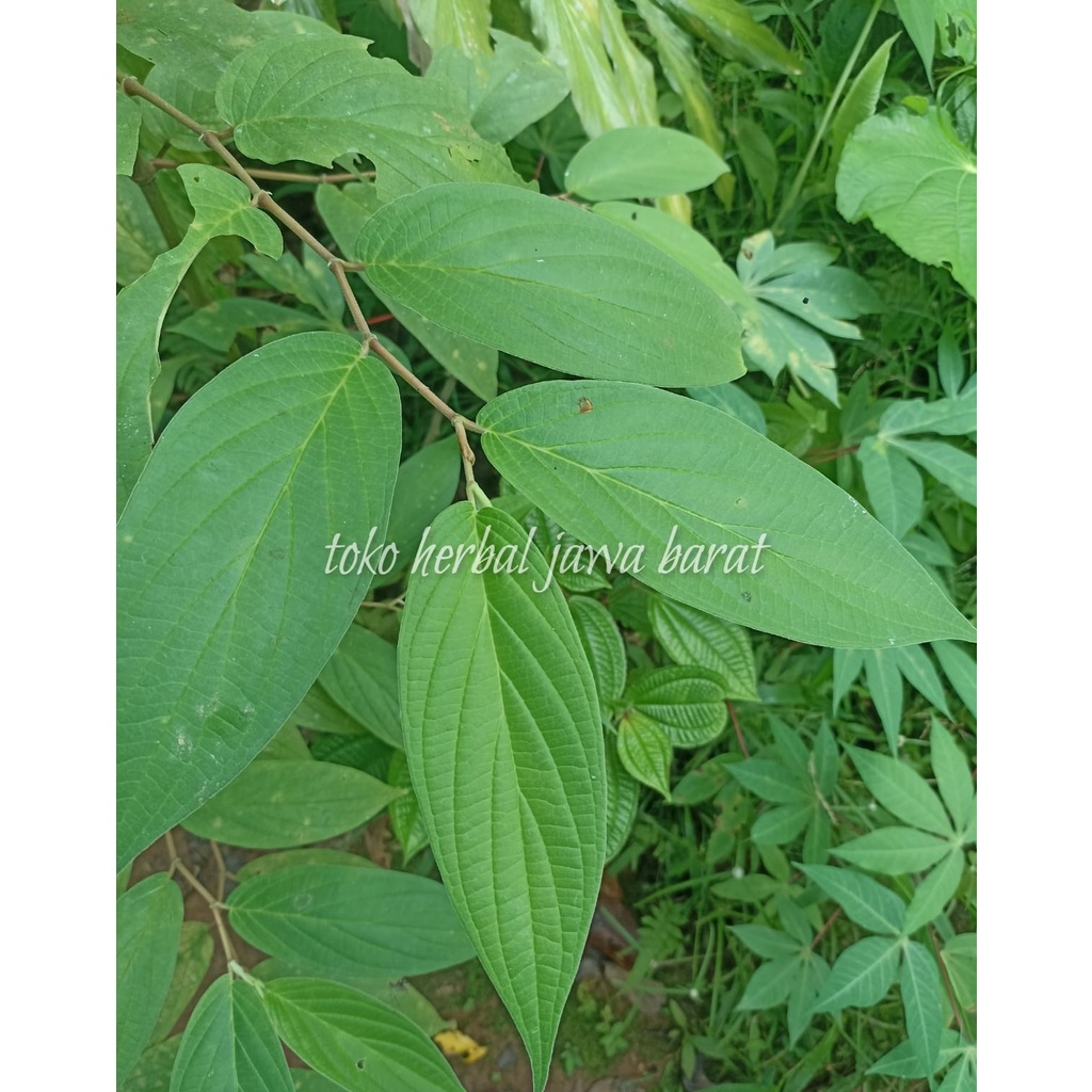 Jual Daun sirih hutan segar/daun seuseureuhan segar | Shopee Indonesia