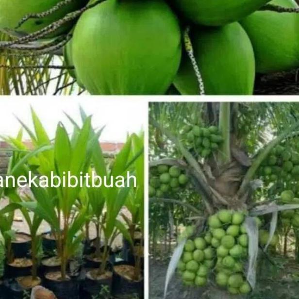 Jual BIBIT KELAPA HIBRIDA HIJAU ASLI JUMBO | Shopee Indonesia