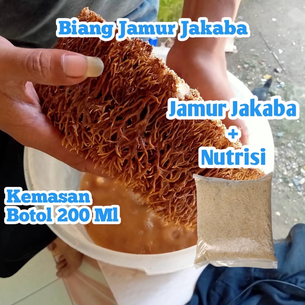 Jual Jamur Jakaba 3 Toples Biang Jamur Jakaba. | Shopee Indonesia
