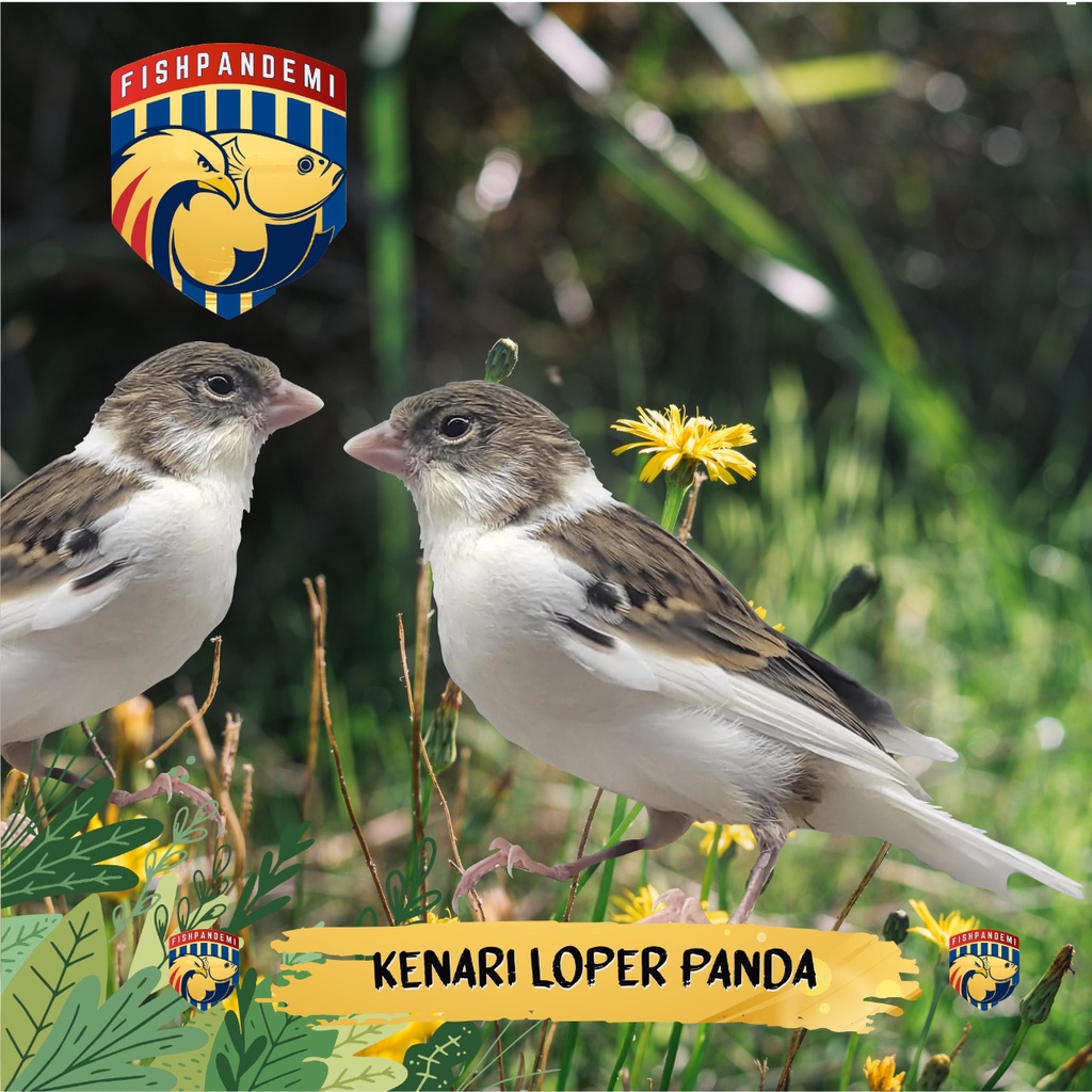 Jual Kenari Loper Panda Jantan dan Betina | Shopee Indonesia