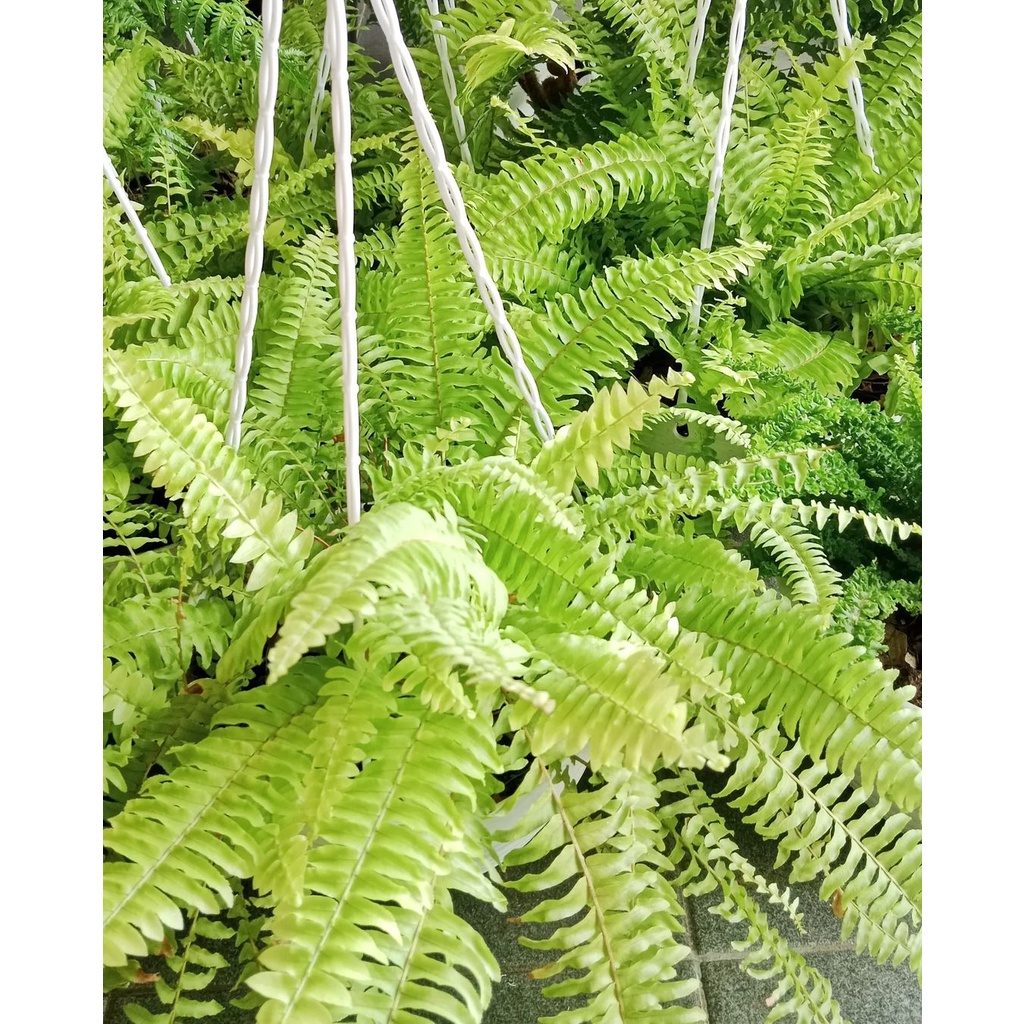 Jual pakis kelabang / pakis boston / paku gunung | Shopee Indonesia