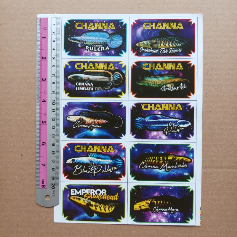 Jual stiker ikan channa | Shopee Indonesia