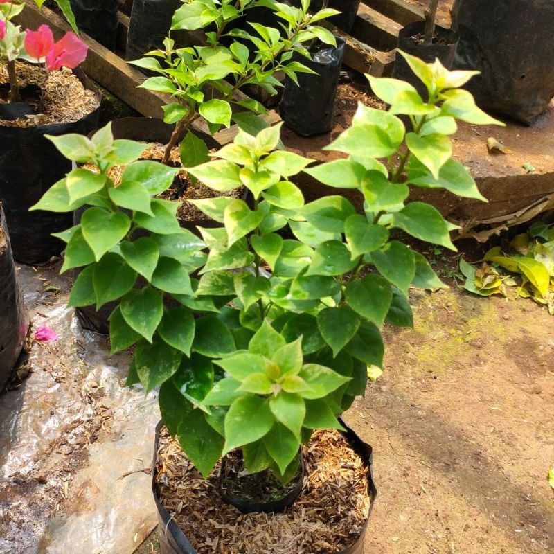 Jual Bougenville Singapore Bugenvil Singapore Kuning, Merah Fanta ...