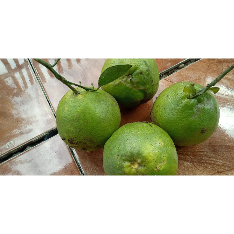 Jual jeruk bali mini atau jeruk garut jeruk kampung segar 1kg kondisi ...