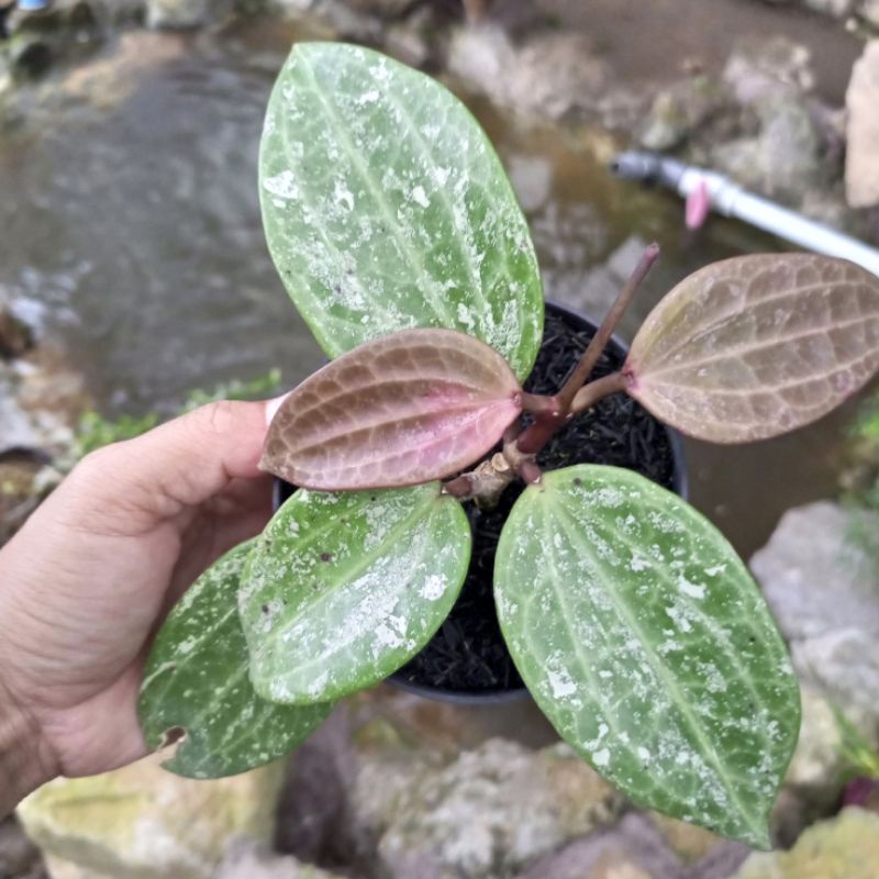Jual Hoya Macrophylla snow queen splash | Shopee Indonesia