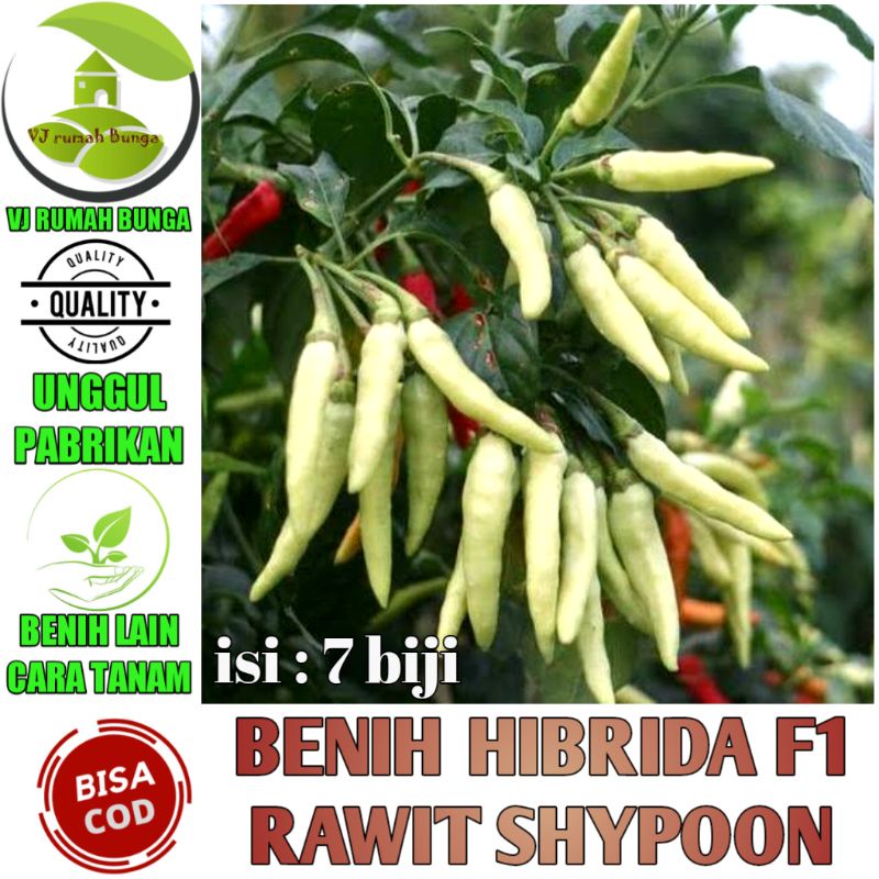 Jual Benih Bibit Cabai Rawit Viral Shypoon Cabai bergerombol Shypoon ...