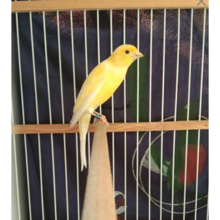 Jual Kenari F1 Body Big Super | Shopee Indonesia