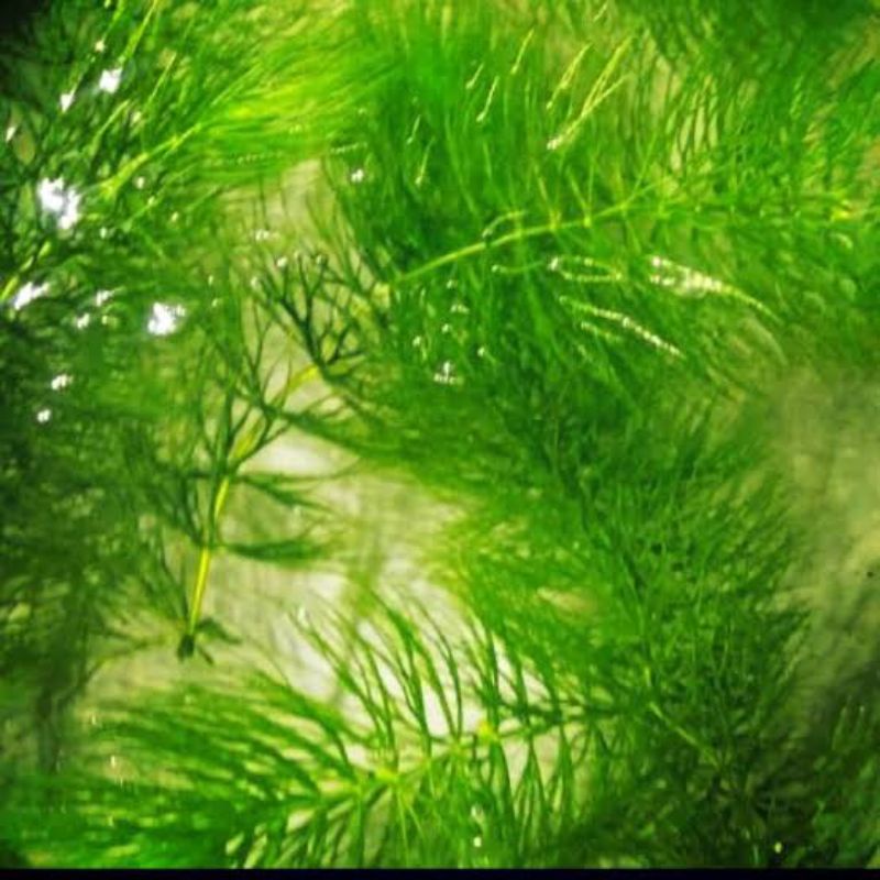 Jual Ganggang - Tanaman Air Ganggang Hijau Tanaman Aquascape Hiasan ...