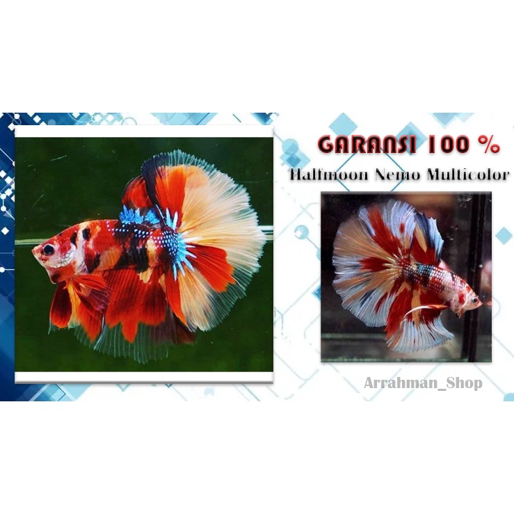 Jual Halfmoon nemo koi Multicolor galaxy male | Shopee Indonesia