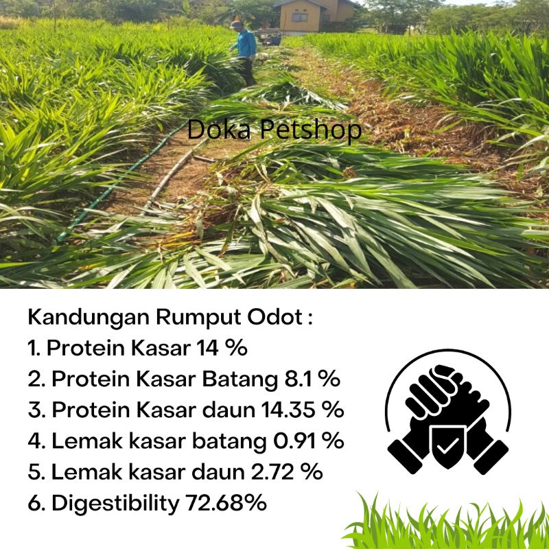 Jual Rumput Odot Super Jumbo Pakan Ternak sapi kambing kelinci | Shopee ...