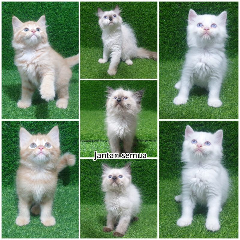 Jual Jual Anakan kucing Angora anggora 2.5 bulan jantan betina bulu ...