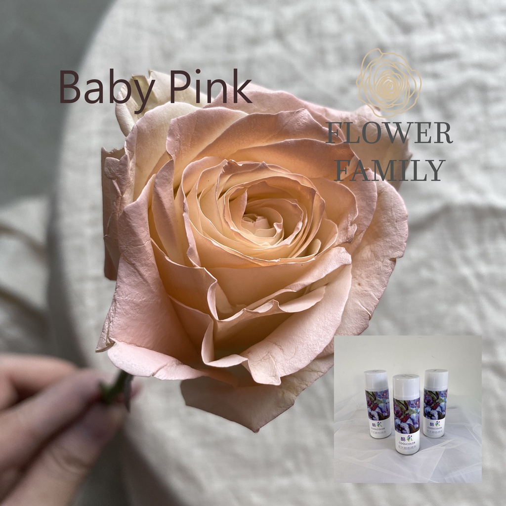 Jual Flower Family - COOL COLOR / Floral Spray / Pewarna Bunga Pilox ...