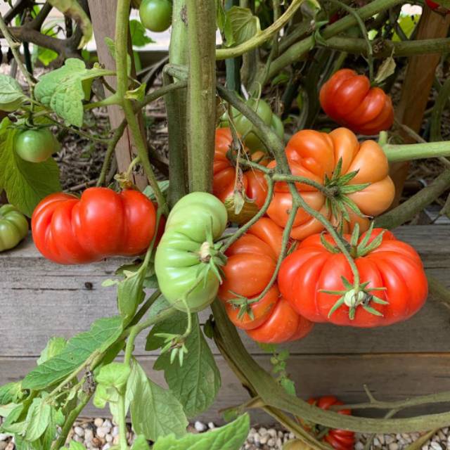 Jual 20 Benih Tomat Keriting Mawar Sayuran Bintang Asia - Bibit Tanaman ...