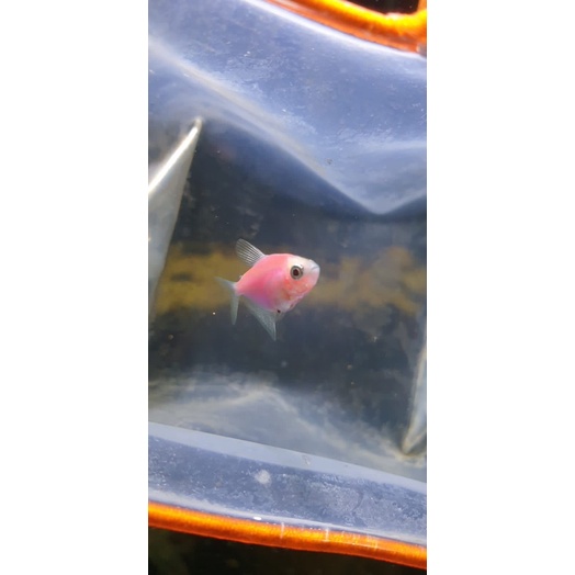 Jual Glofish Pink Tetra / Glowfish Pink Tetra | Shopee Indonesia