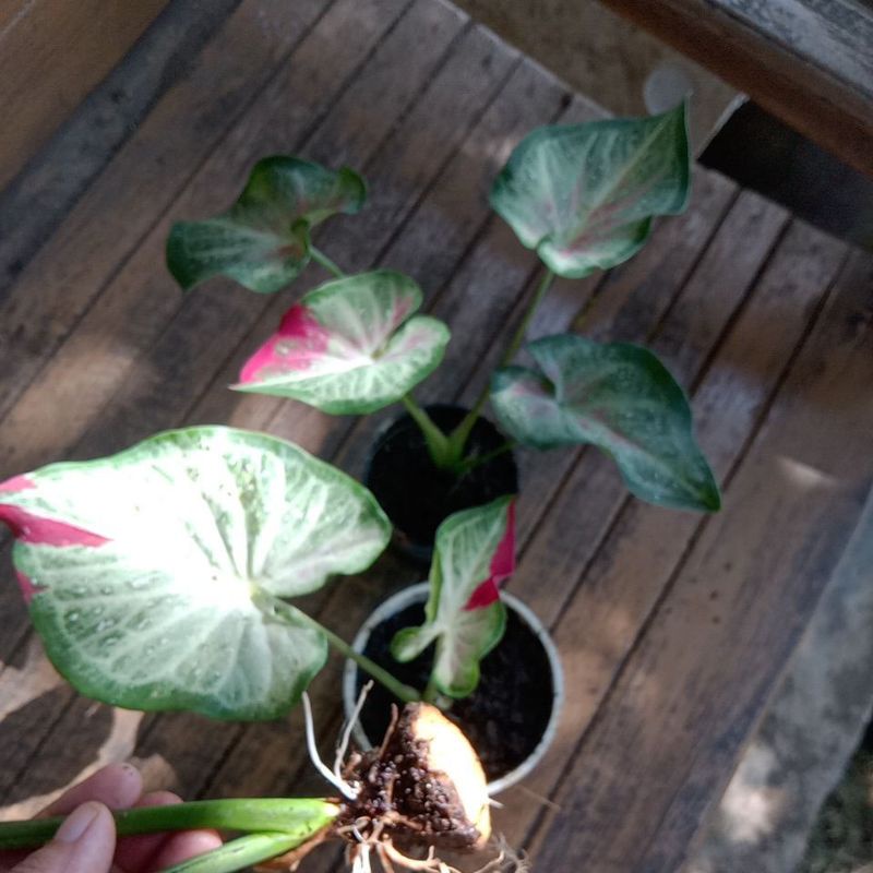 Jual catum tanaman hidup | Shopee Indonesia