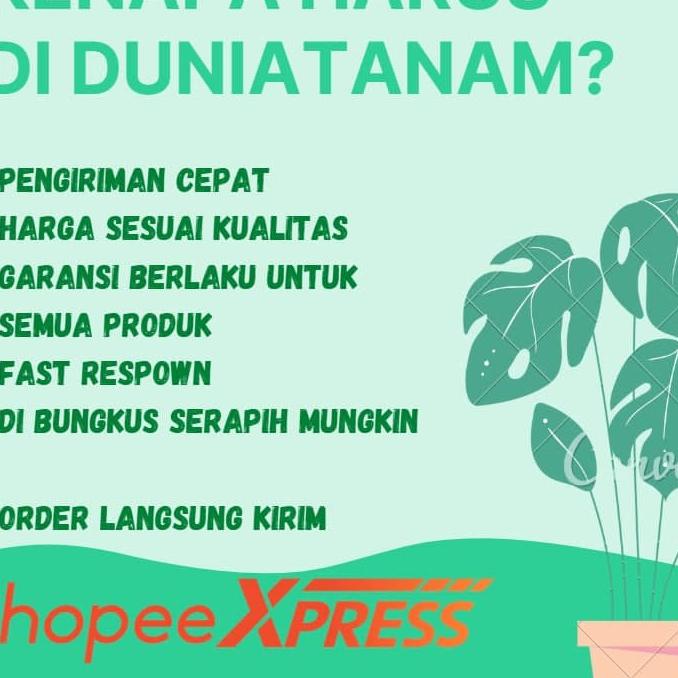 Jual New bibit tanaman hias indoor PAKU TANDUK RUSA Simbar menjangan ...