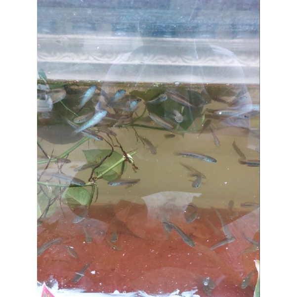 Jual maru riau 7-8 cm | Shopee Indonesia
