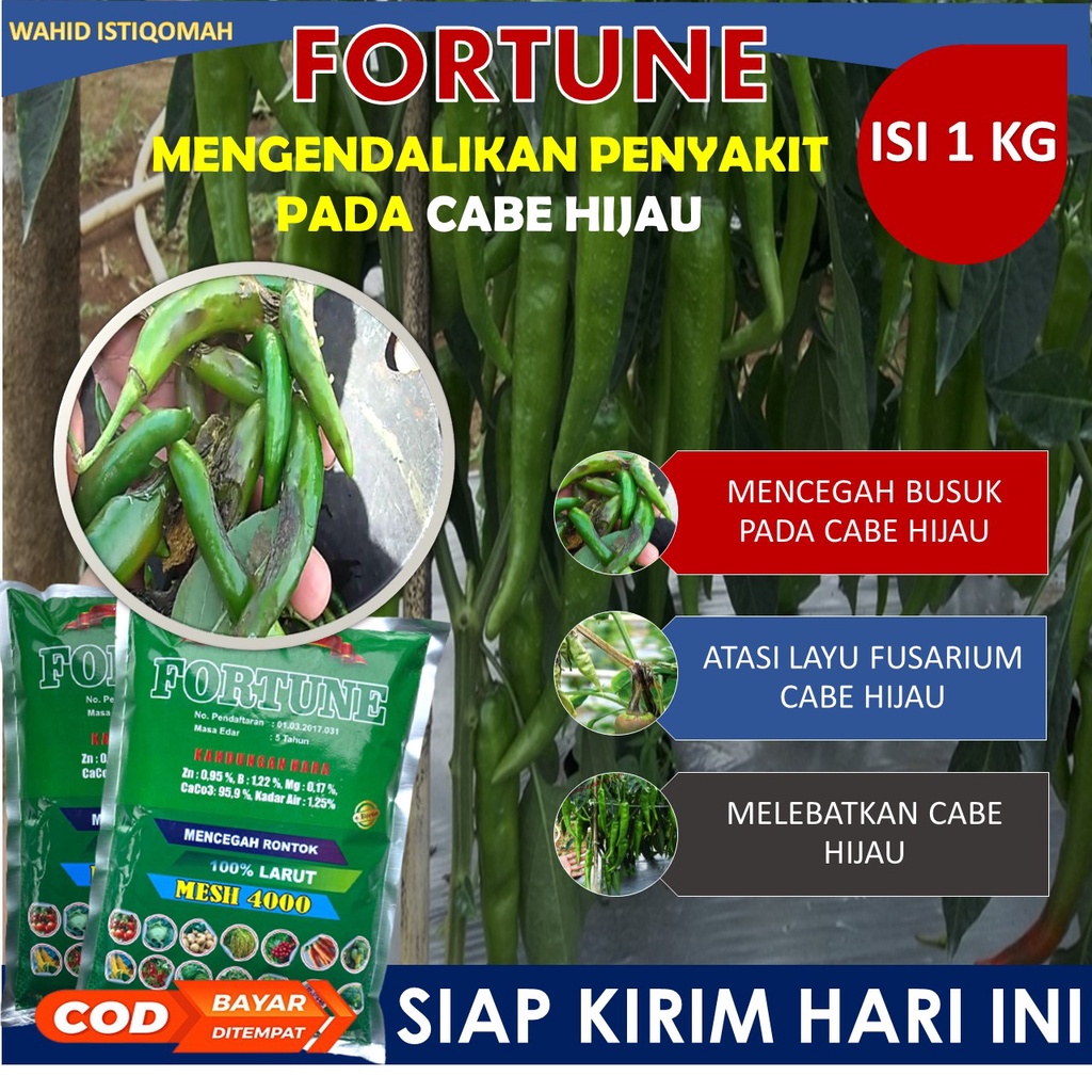Jual 1 kg FORTUNE obat cabe biar buah lebat - obat cabe busuk dan ...