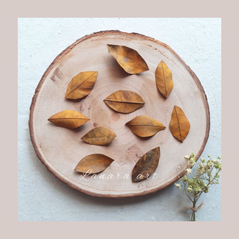 Jual Lanara Daun kering Aesthetic Dekorasi Craft Hiasan Mahar Prakarya ...