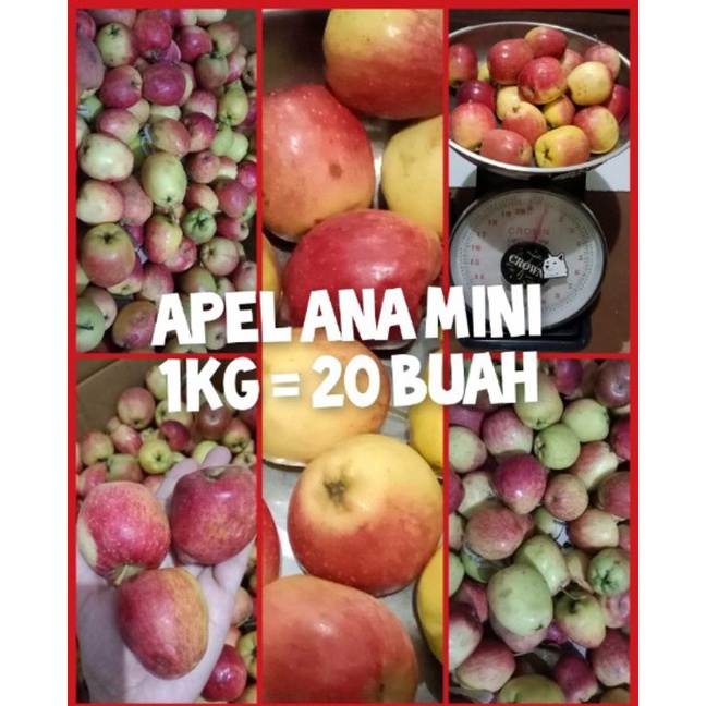 Jual APEL ANA MINI Khas Malang 1Kg isi 15 bh lebih (Chat dulu utk tanya ...