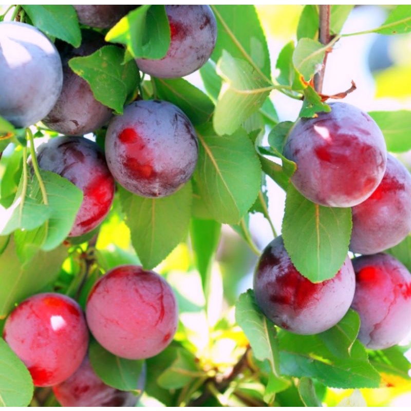 Jual Bibit Buah Plum Aussie Giant Jumbo TANPA BIJI, Okulasi, Siap ...