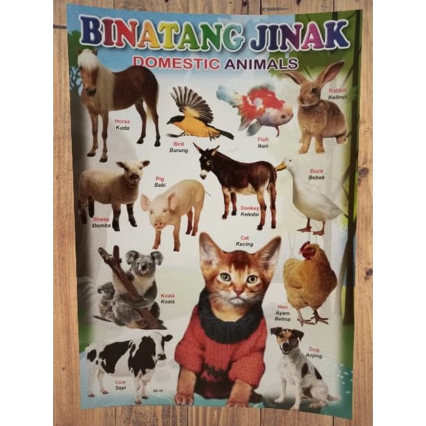 Jual Poster Belajar Anak Binatang jinak | Shopee Indonesia Jual Poster Belajar Anak Binatang jinak | Shopee Indonesia