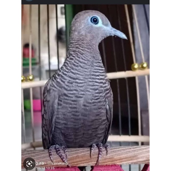 Jual burung perkutut lokal cemani | Shopee Indonesia