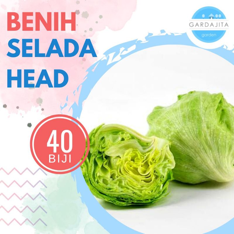 Jual SELADA HEAD (isi-40) Benih Biji Sayur Mustard Georgia | Shopee ...
