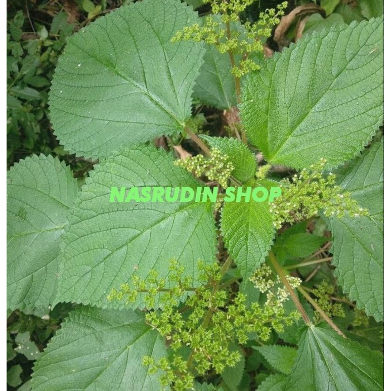 Jual Fresh Segar DAUN JELATENG SEGAR LANGSUNG PETIK DAUN JLATENG DAUN ...