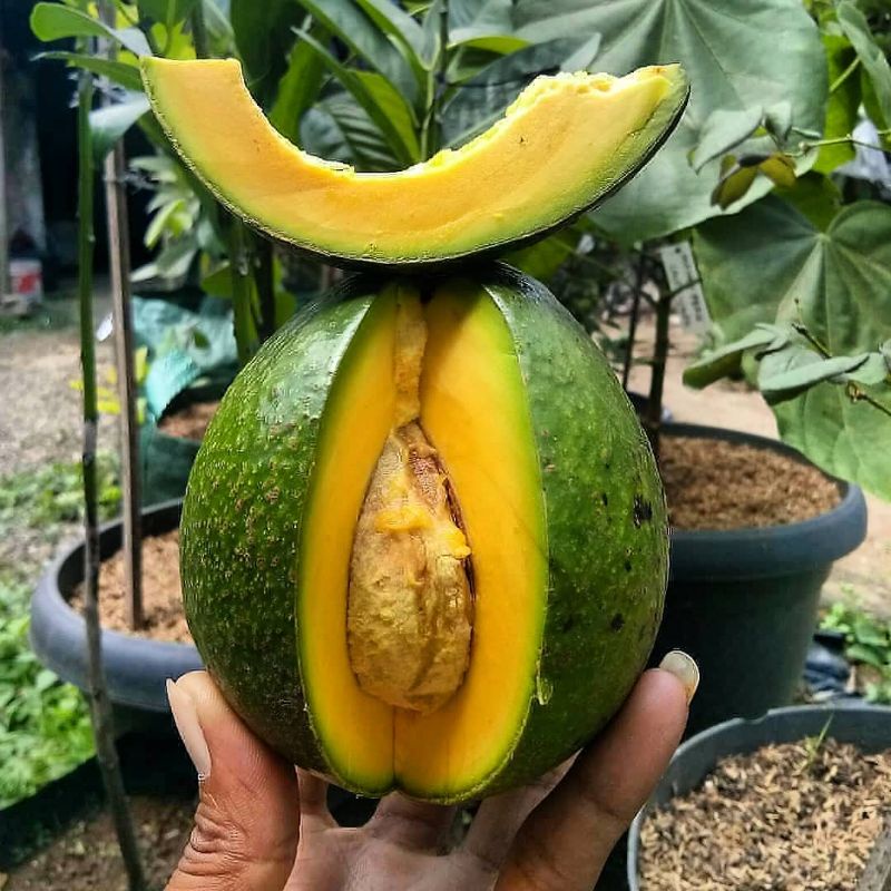 Jual Bibit Alpukat Mentega Jumbo Super Okulasi. | Shopee Indonesia
