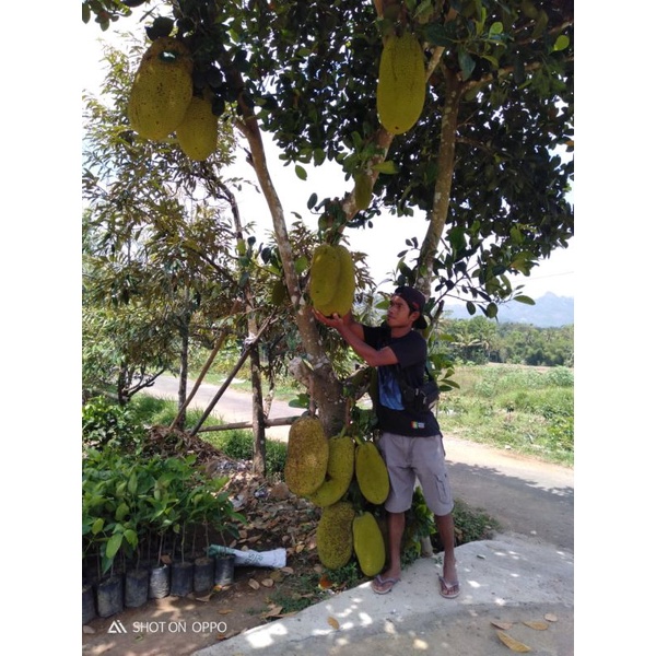 Jual Bibit Nangka Madu,Nangka Mini,Nangkadak,Cempedak (Gratis packing ...