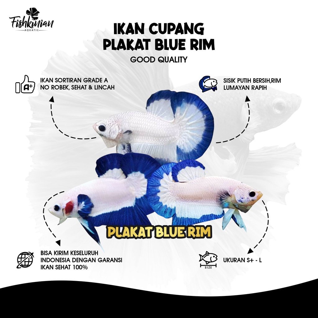 Jual Ikan Cupang Plakat (PK) Blue Rim GRADE A | Shopee Indonesia