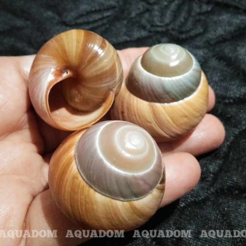 Jual CANGKANG ASPERITAS POLYMORPHA SHELL LAND SNAIL / SIPUT KEONG DARAT ...