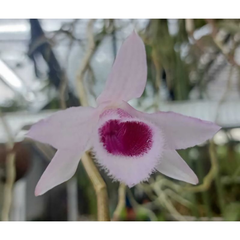 Jual anggrek dendrobium anosmum var huttoni | Shopee Indonesia