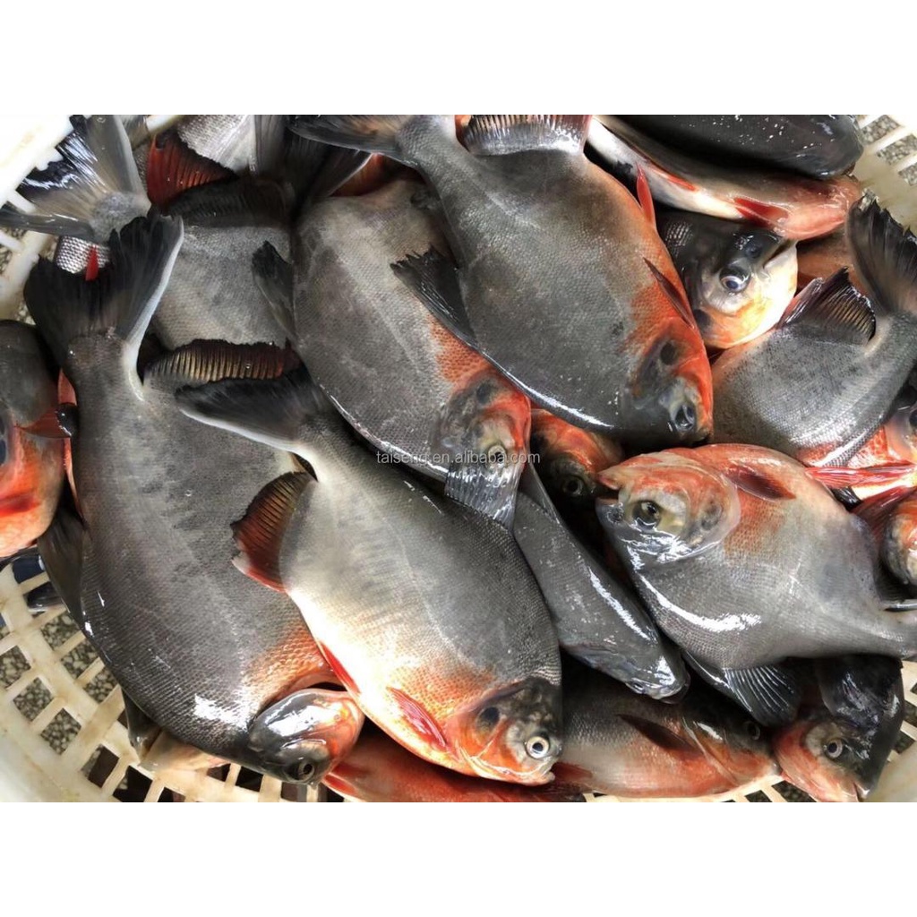Jual PASAR SEGAR - IKAN BAWAL 500GR | Shopee Indonesia
