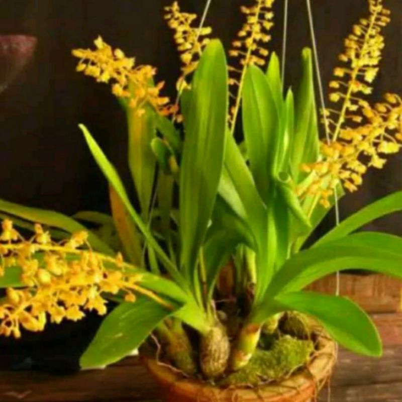 Jual Tanaman anggrek eria asal hutan | Shopee Indonesia