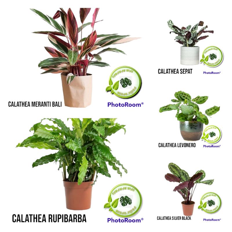 Jual Paket 5 jenis tanaman hias Calathea / Kalatea hidup // Tanaman ...