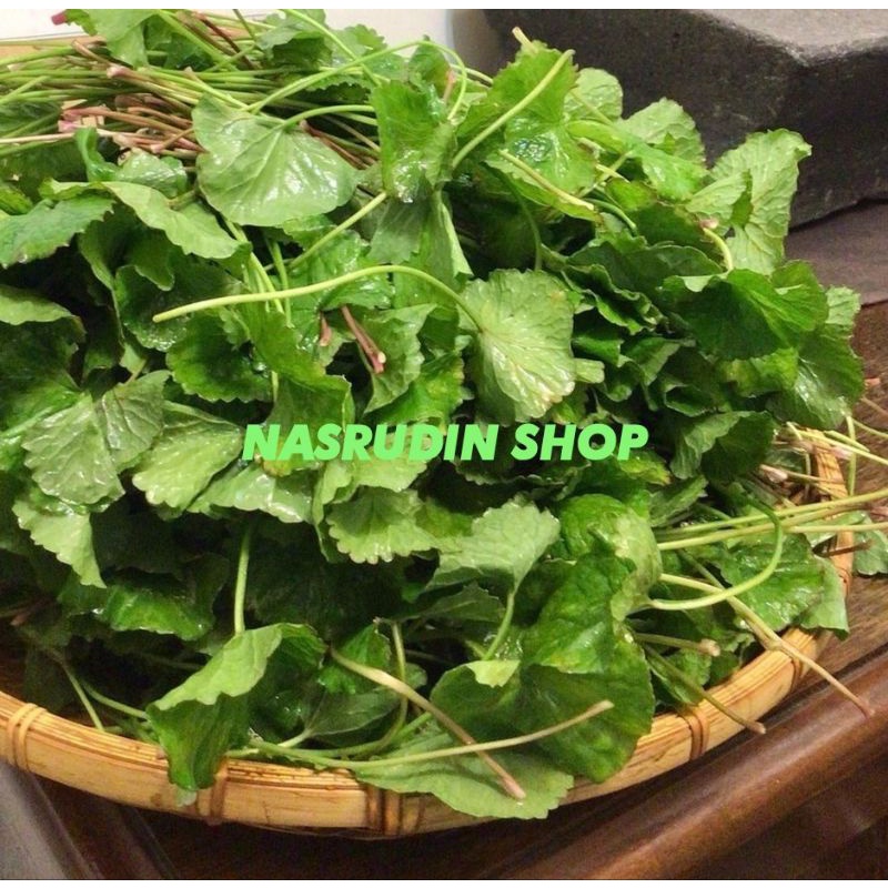 Jual DAUN PEGAGAN 200 LEMBAR SEGAR | DAUN ANTANAN | DAUN DULANG SONTAK ...
