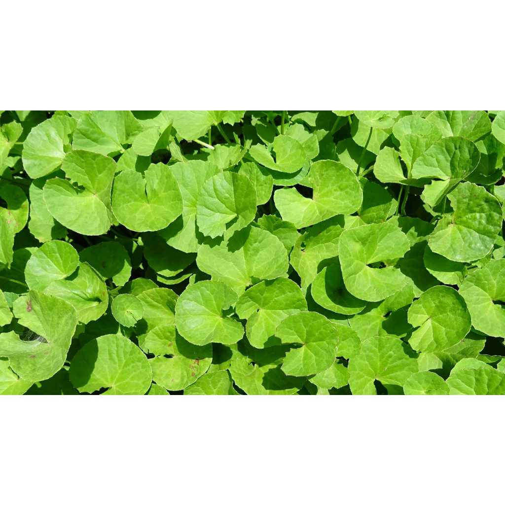 Jual Daun Antanan Segar 100gram | Shopee Indonesia