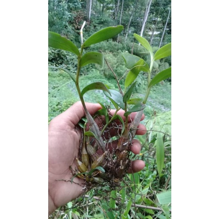 Jual Anggrek merpati bunga putih | Shopee Indonesia