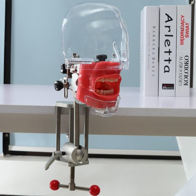 Jual Gigi Simulator Manikin Phantom Kepala Gigi Gigi Pelatihan | Shopee ...