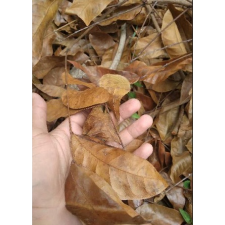 Jual Daun Mahoni KERING herbal Alami | Shopee Indonesia